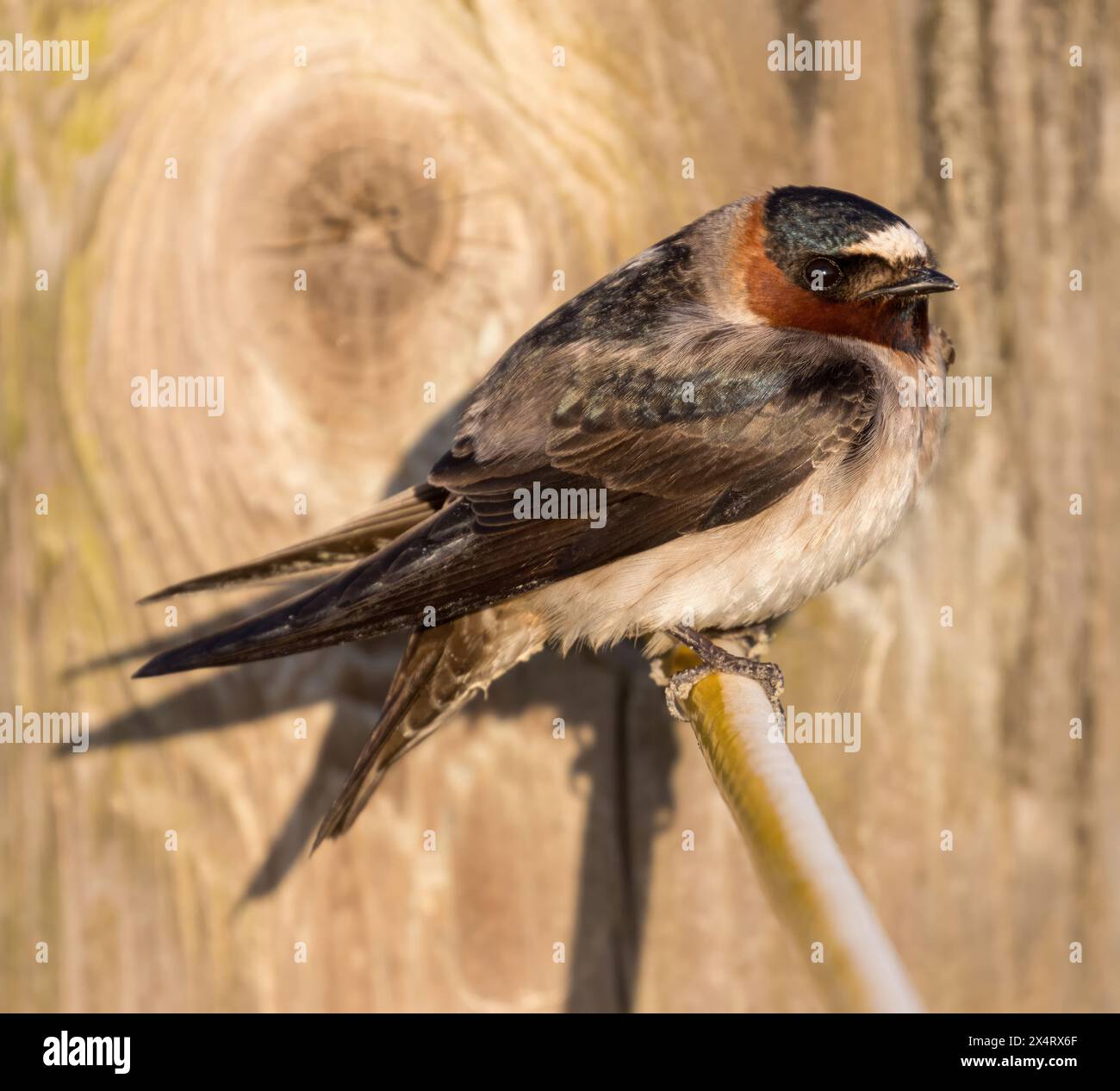 Adult Cliff Swallow perches on wire. Palo Alto Baylands, Santa Clara ...
