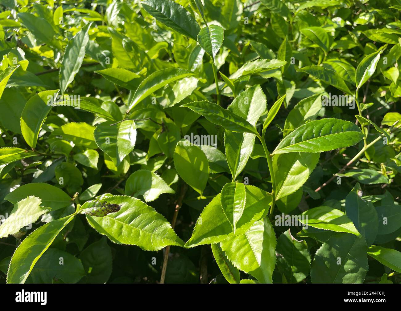 árbol india hi-res stock photography and images - Alamy