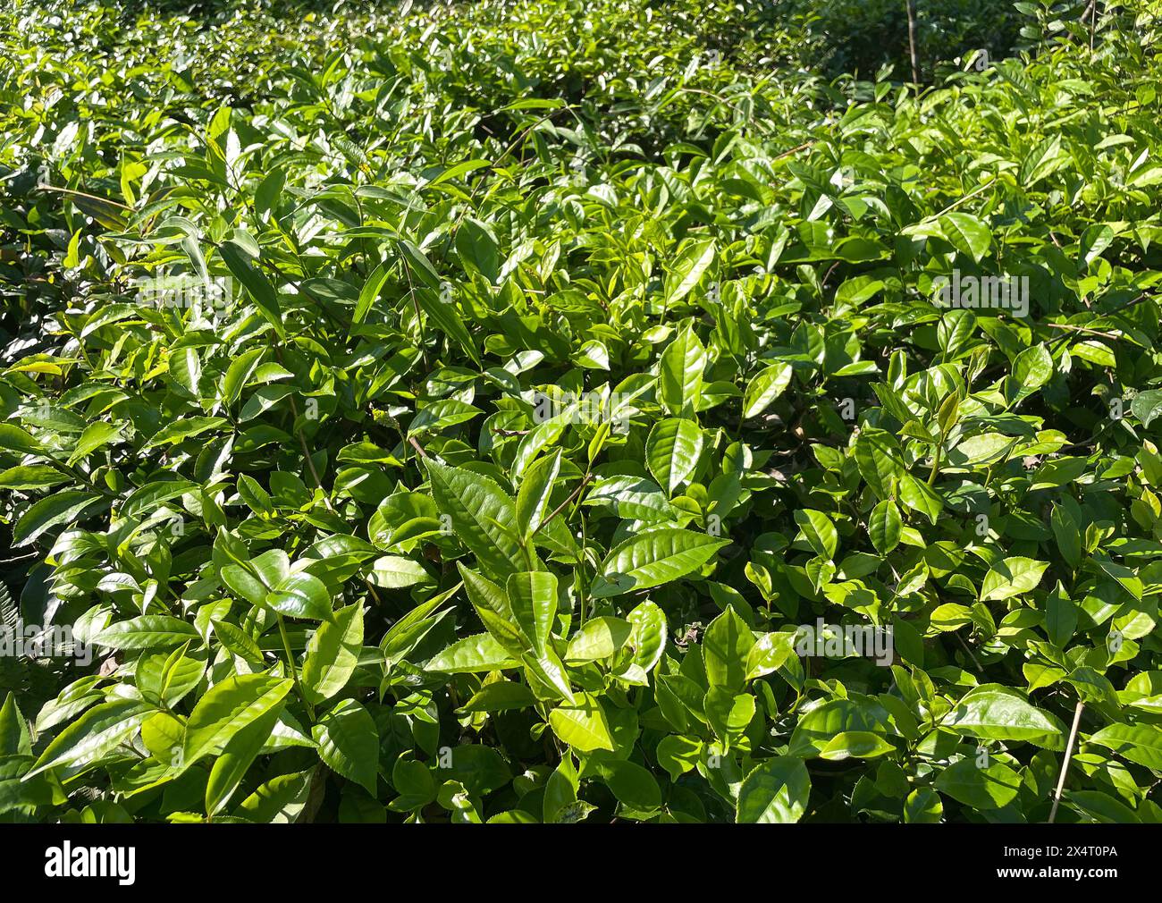 árbol india hi-res stock photography and images - Alamy