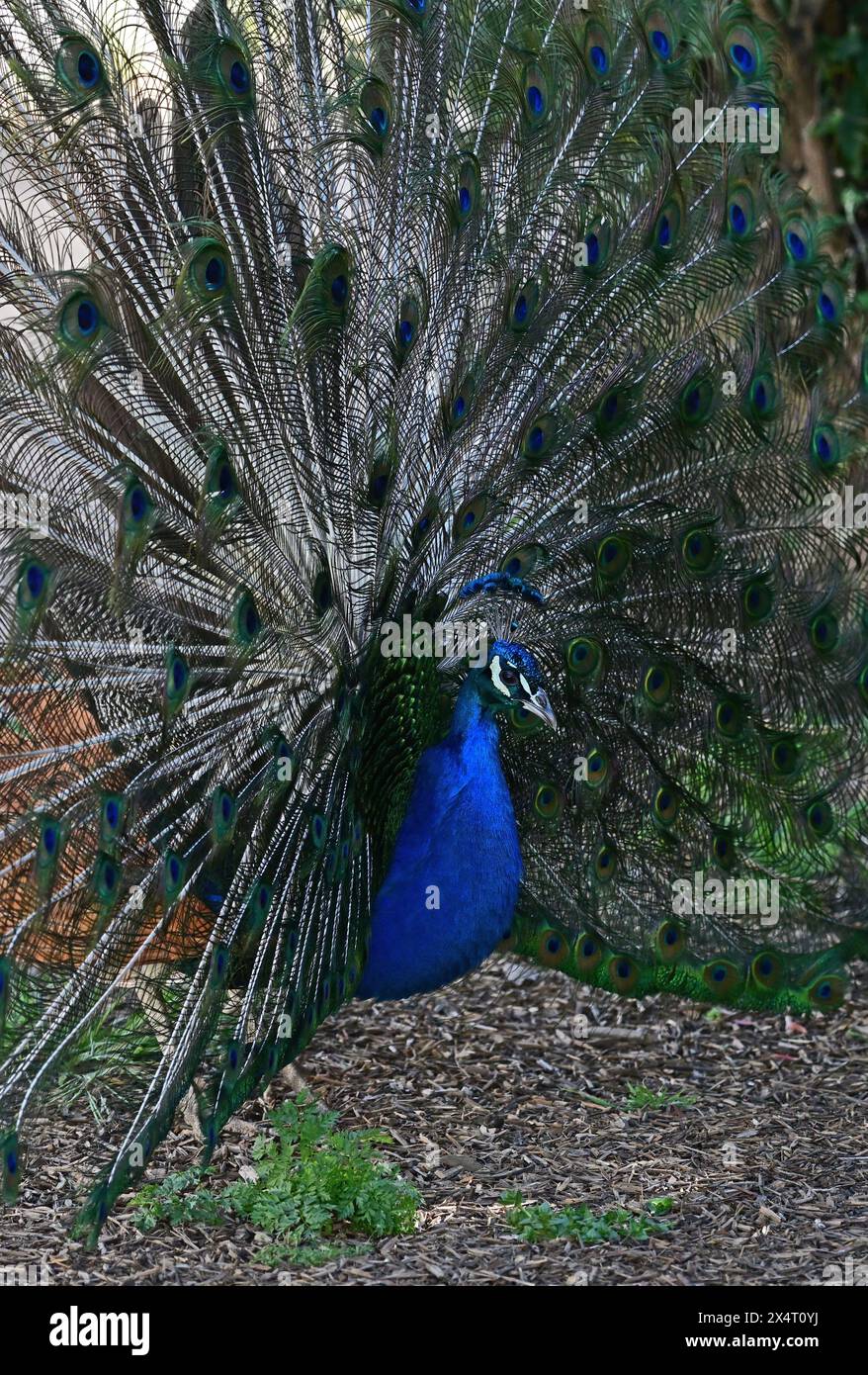 Peacock tail open magnificent peacock tail hi-res stock photography and ...