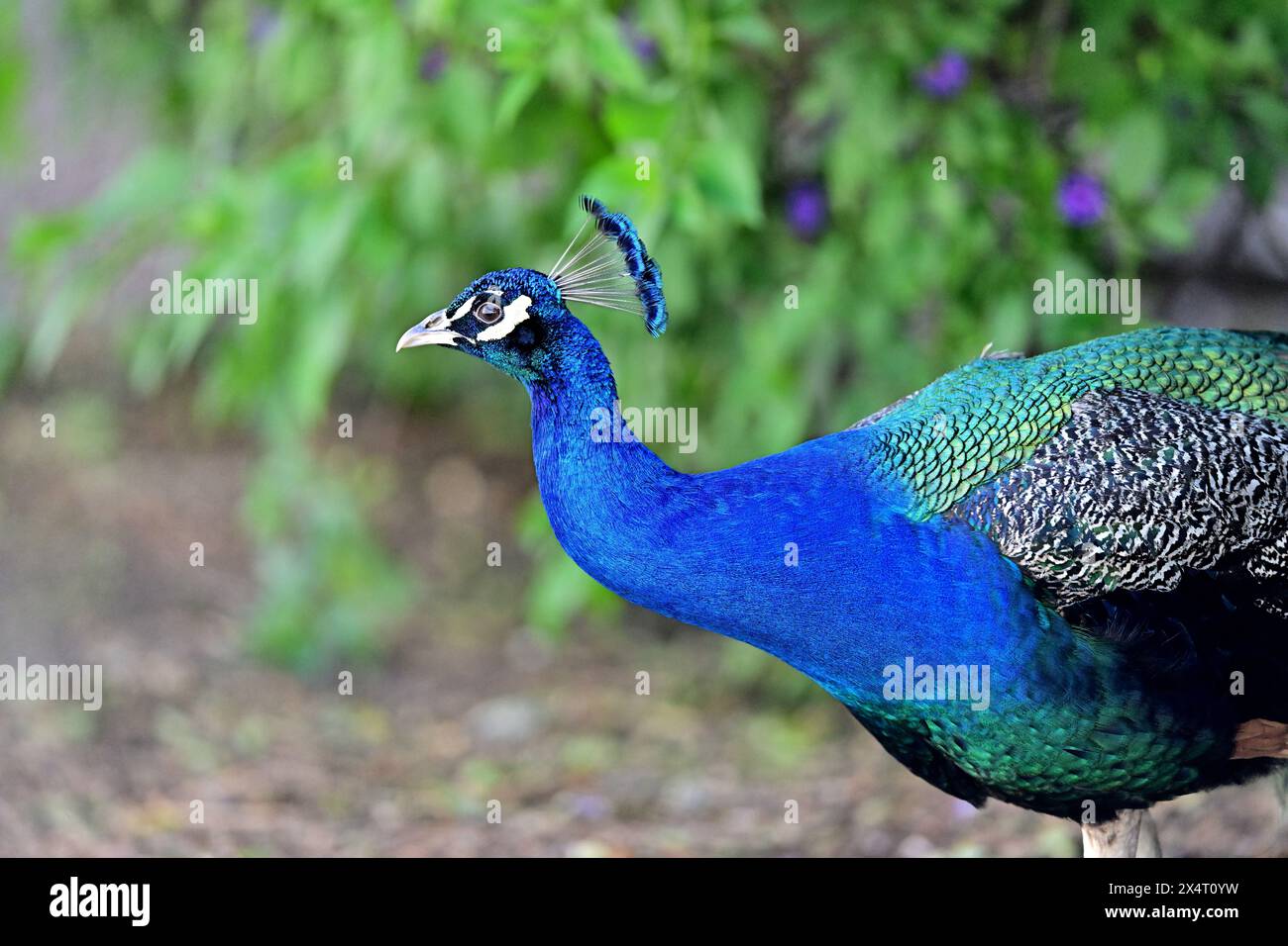 Peacock tail open magnificent peacock tail hi-res stock photography and ...