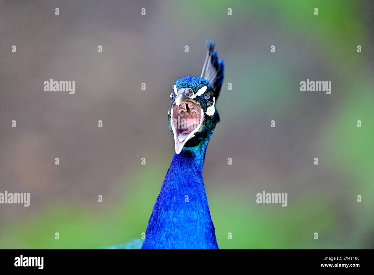 Indian Peafowl - Peacocks Hollering for Mate Stock Photo - Alamy