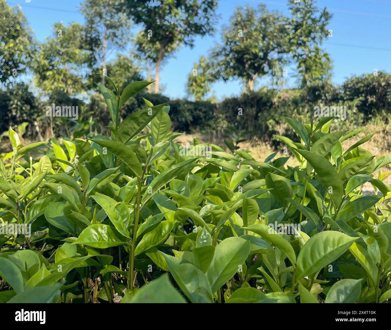 Pohon teh hi-res stock photography and images - Alamy