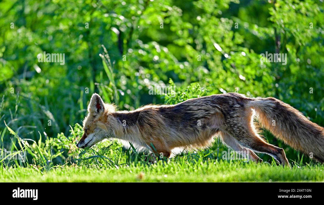 Red Fox Family including cubs playing near Los Legos golf course Stock ...