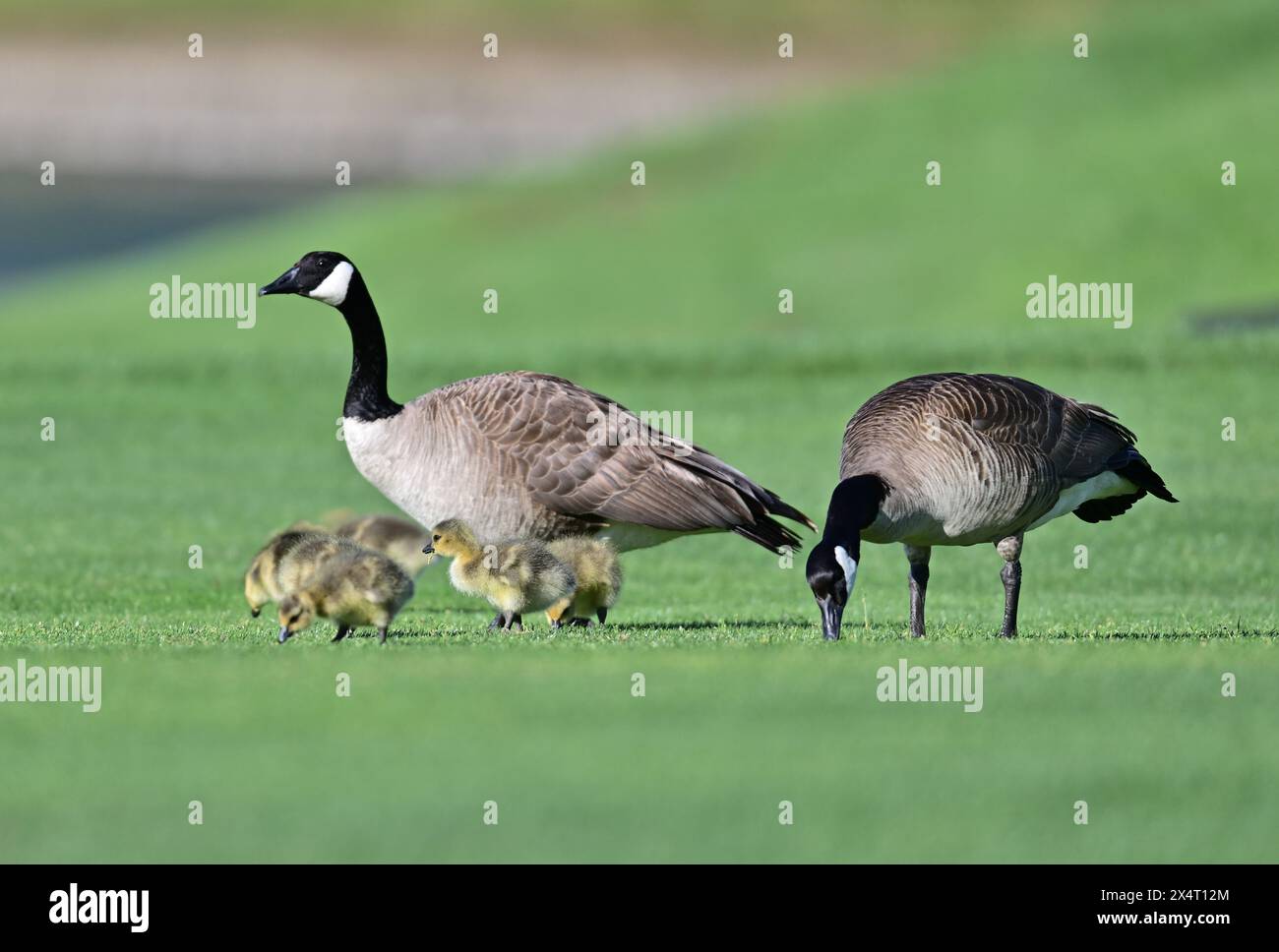 Golf course goose hi-res stock photography and images - Alamy