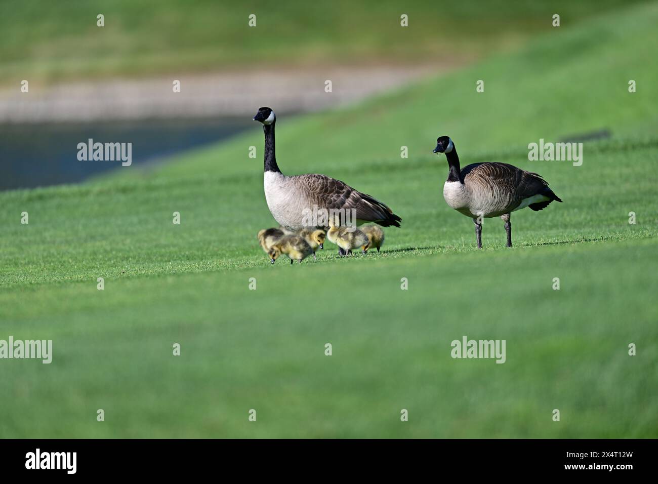 Golf course goose hi-res stock photography and images - Alamy