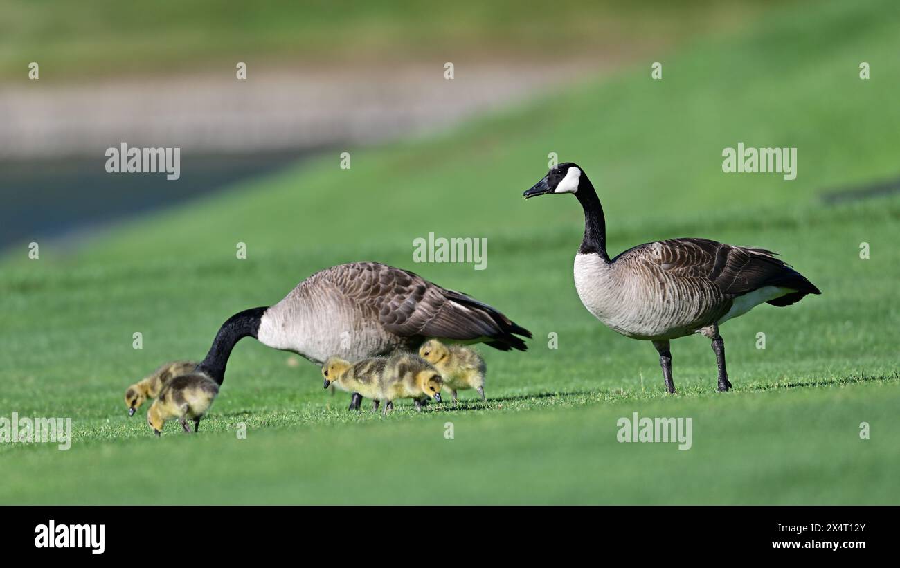Canada geese goslings on hi-res stock photography and images - Alamy