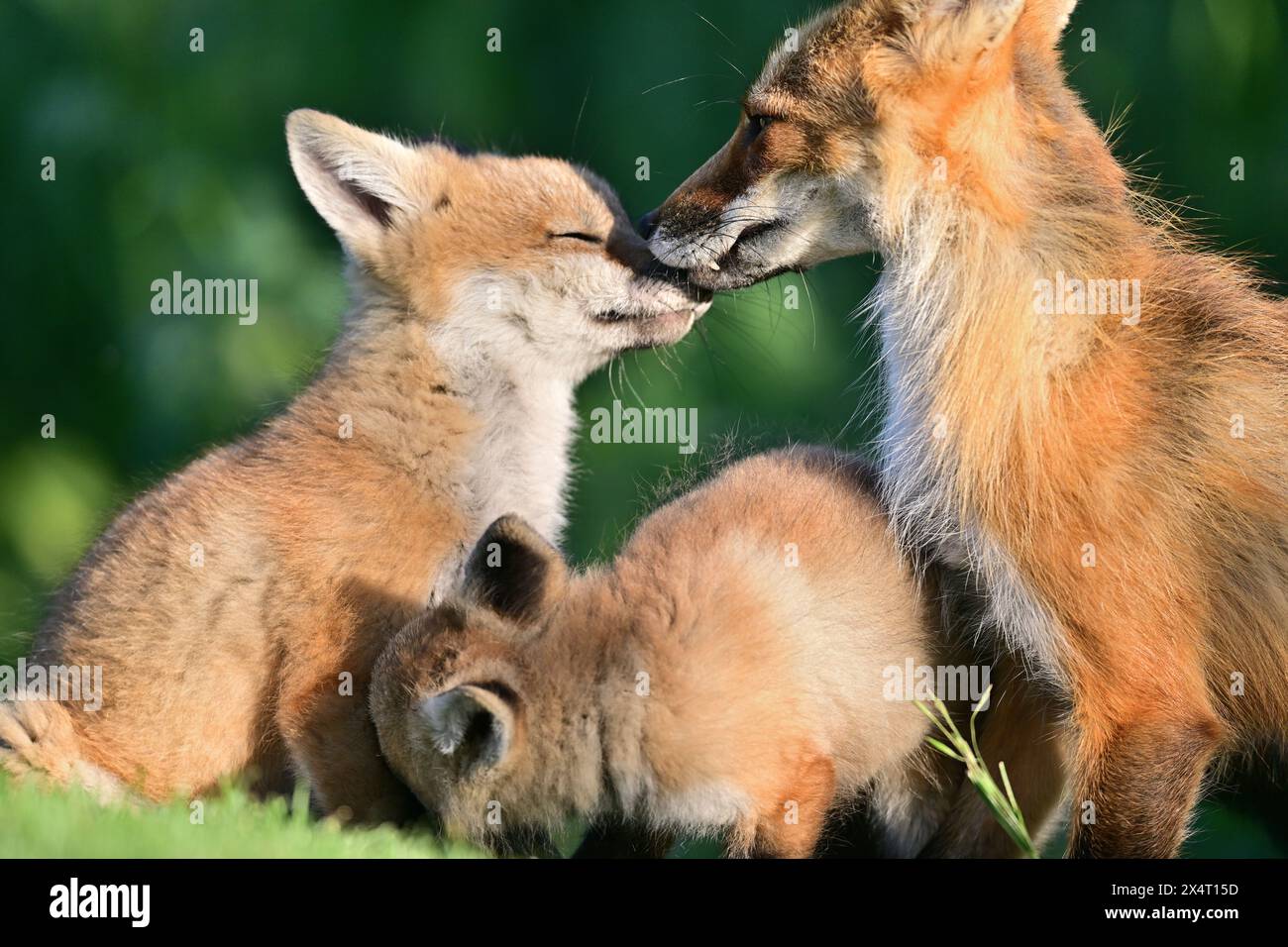 Red fox family hi-res stock photography and images - Alamy