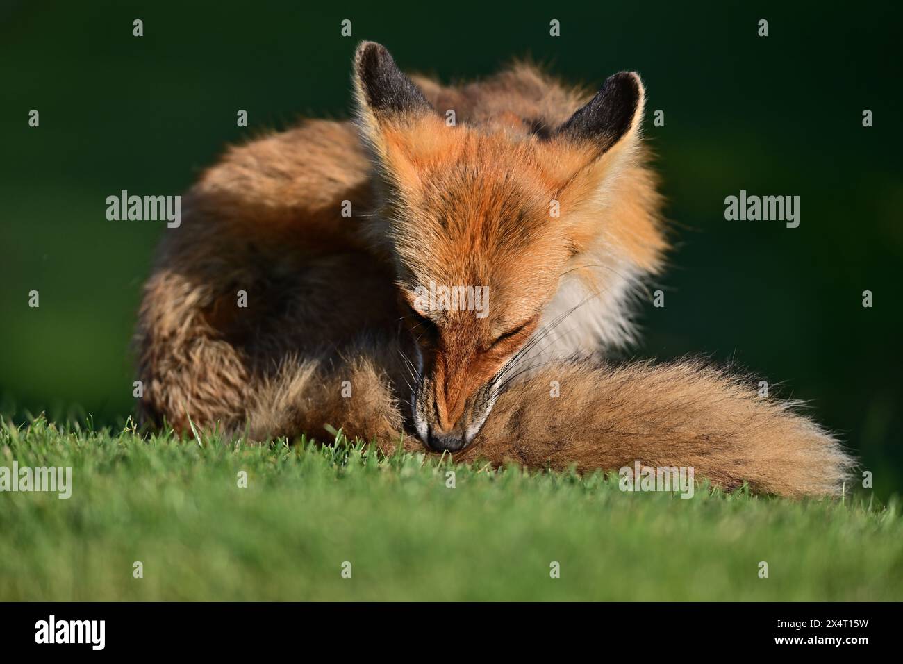 Red fox family hi-res stock photography and images - Alamy