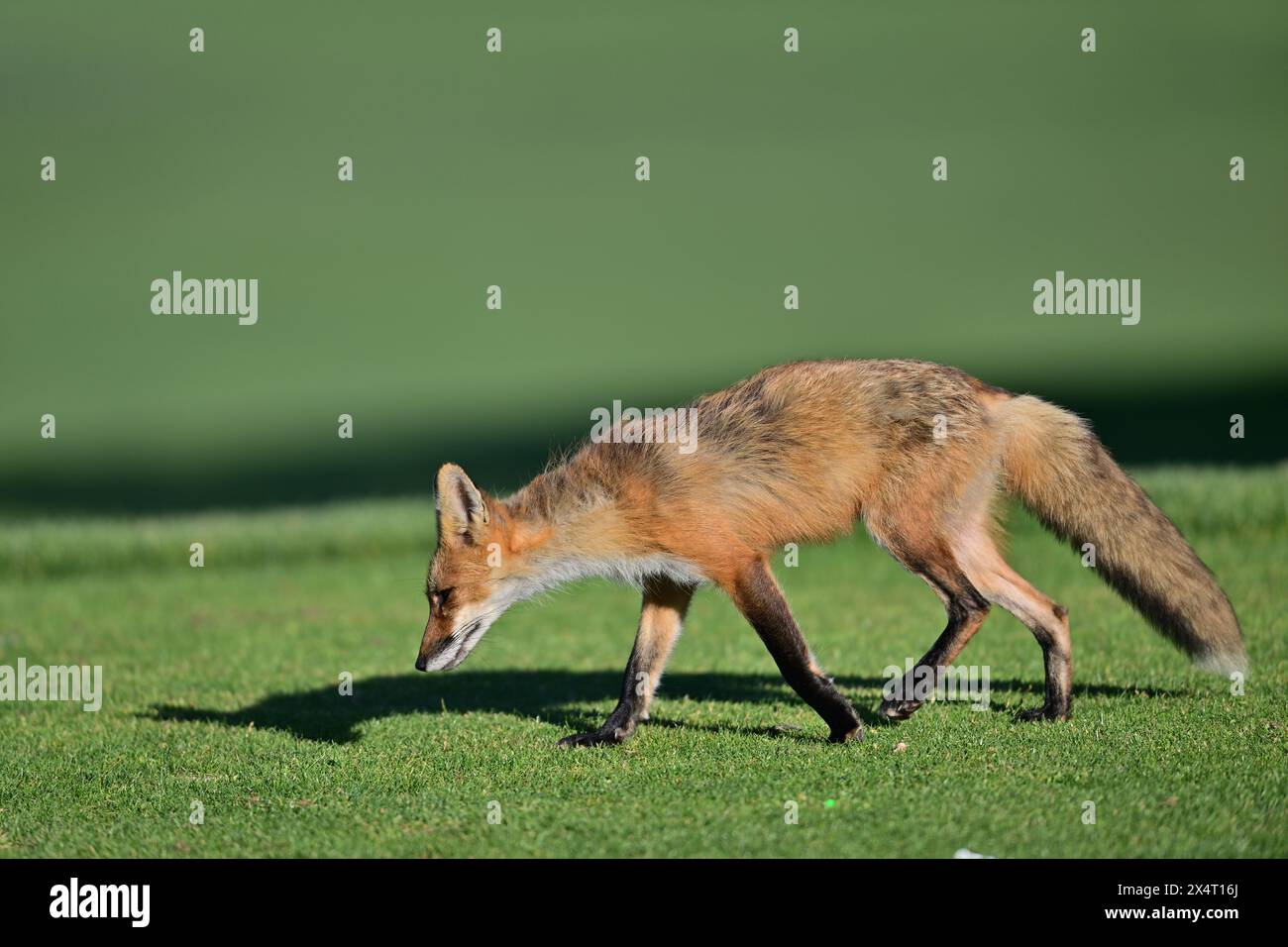 Red Fox Family including cubs playing near Los Legos golf course Stock ...