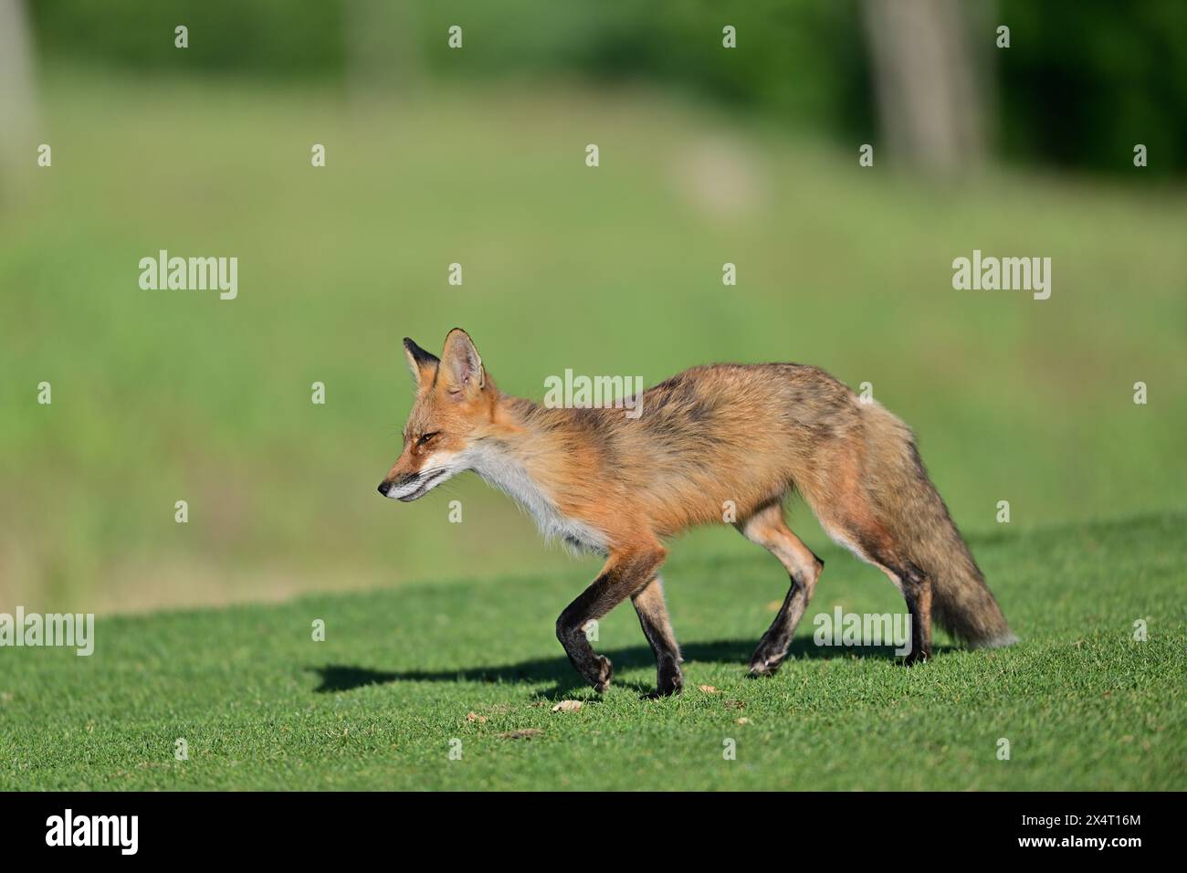 Red Fox Family including cubs playing near Los Legos golf course Stock ...