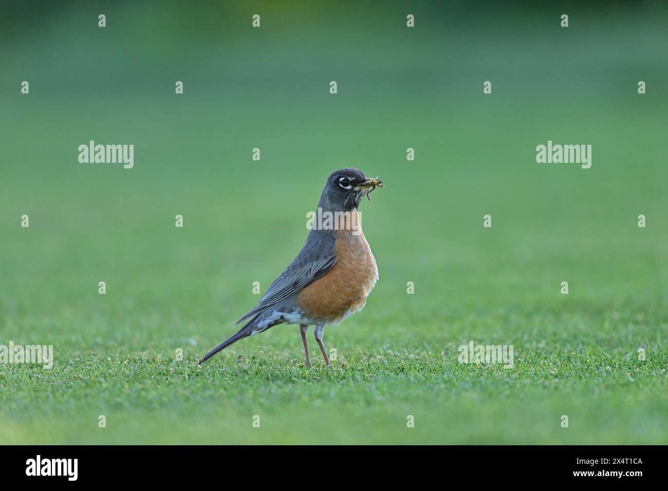 American robin insect hi-res stock photography and images - Alamy