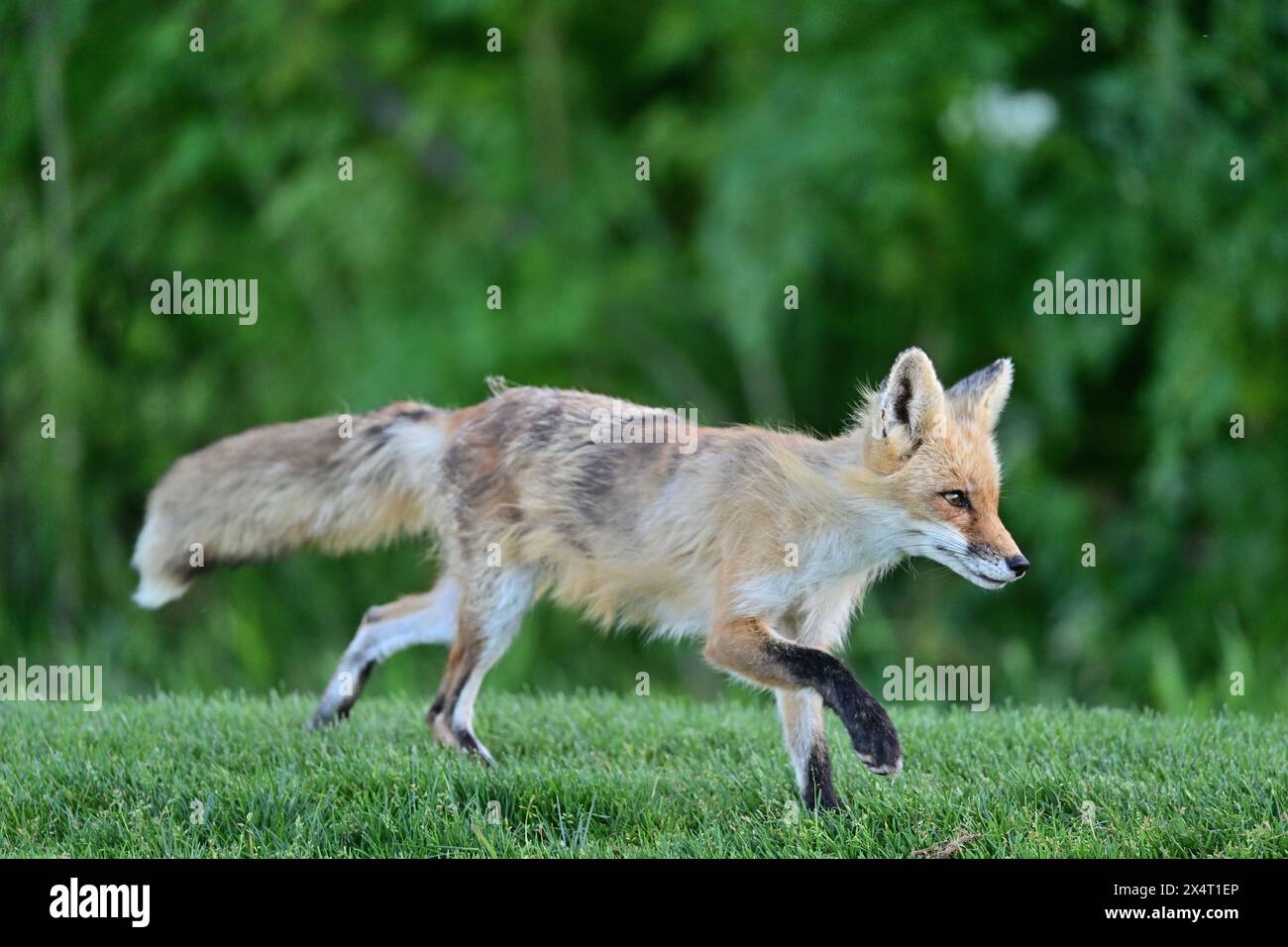 Red Fox Family including cubs playing near Los Legos golf course Stock ...
