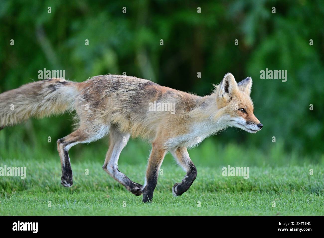 Red Fox Family including cubs playing near Los Legos golf course Stock ...