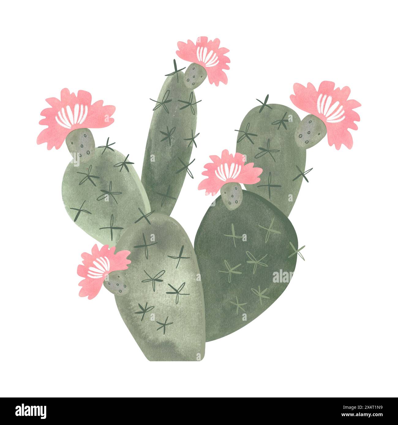 Prickle pear. Blooming cactus with pink flowers. Plants for the home ...