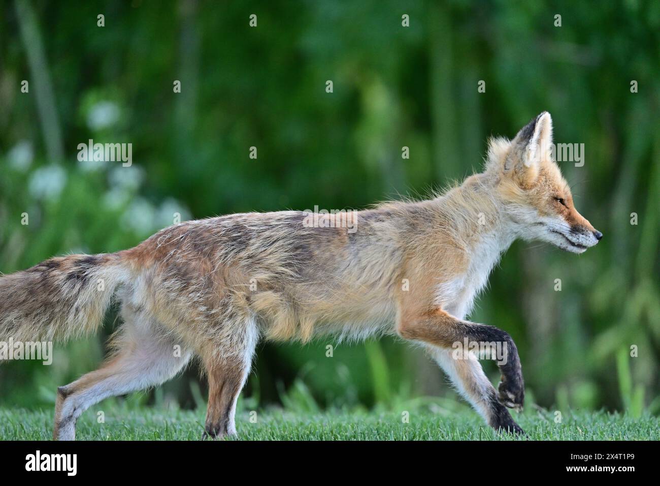 Red Fox Family including cubs playing near Los Legos golf course Stock ...