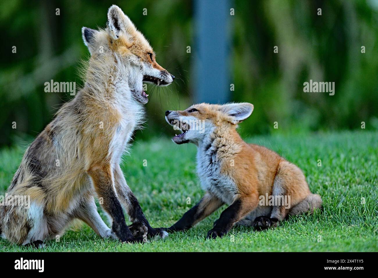 Red Fox Family including cubs playing near Los Legos golf course Stock ...