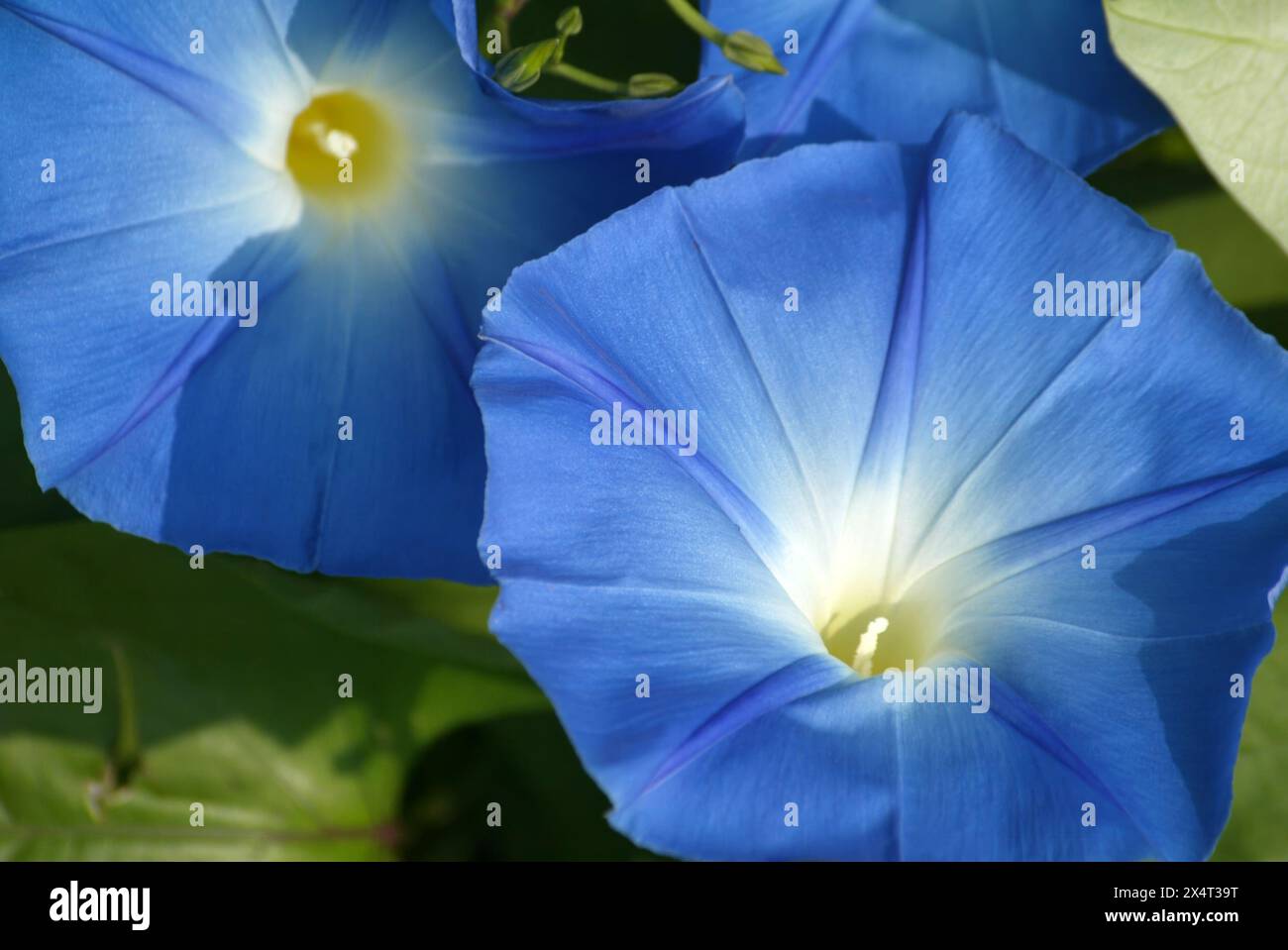 A closeup of Ipomoea purpurea, beautiful blue morning glory flowers in ...