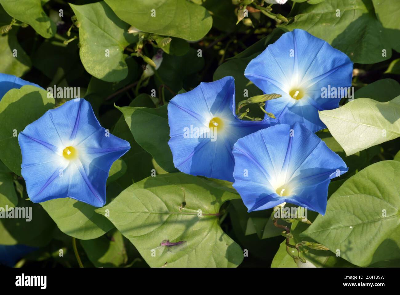 A closeup of Ipomoea purpurea, beautiful blue morning glory flowers in ...