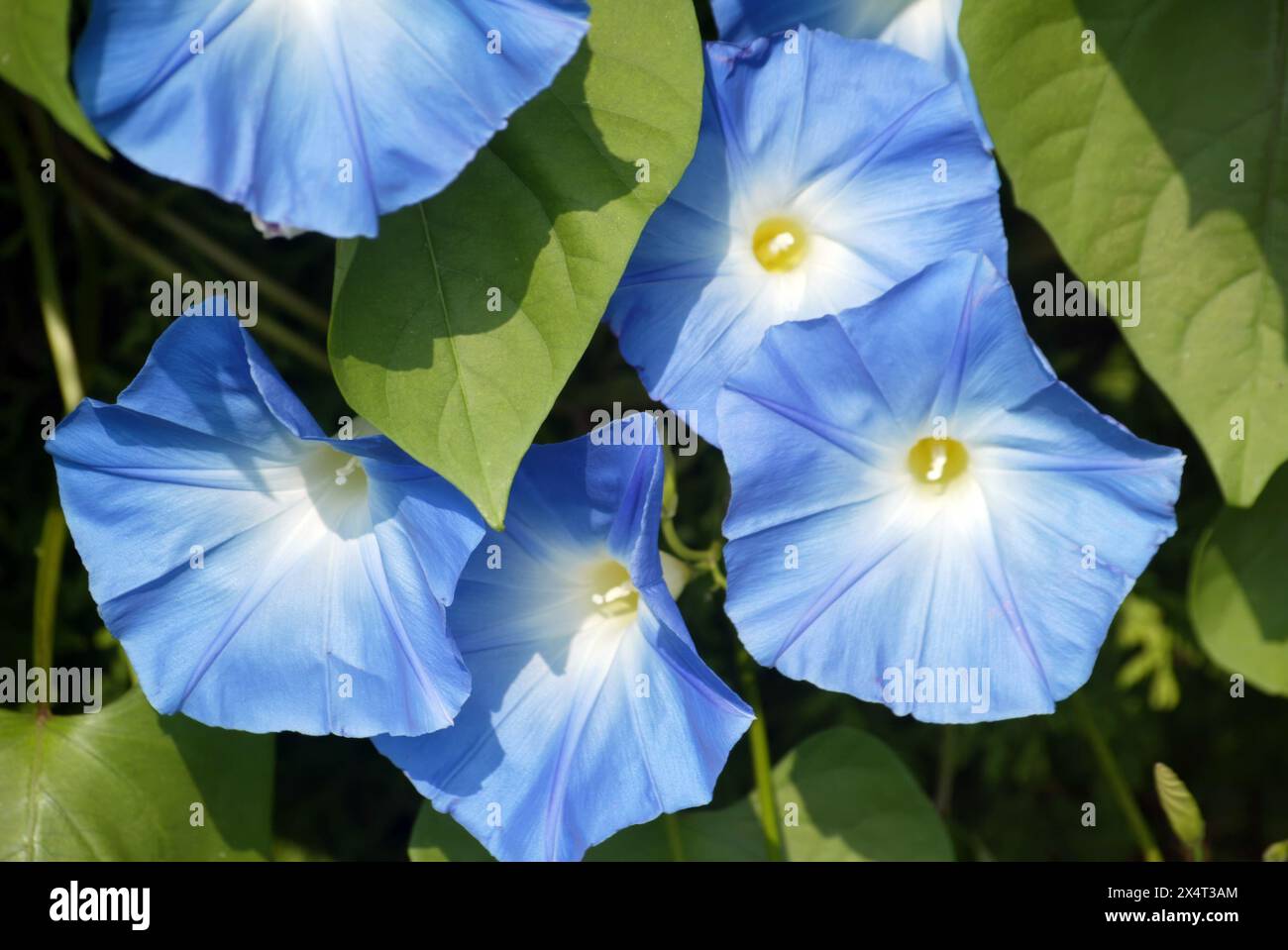 A closeup of Ipomoea purpurea, beautiful blue morning glory flowers in ...