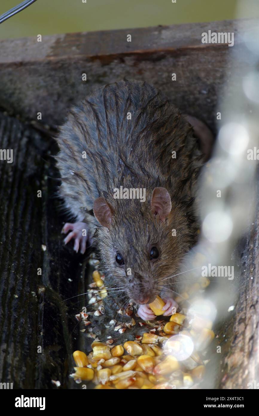Brown rat, common brown rat, Norway rat, (Rattus norvegicus forma ...
