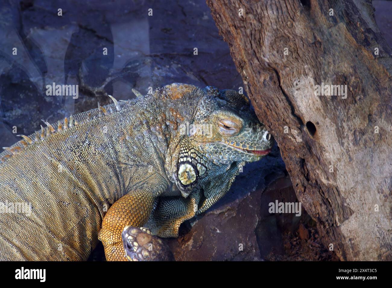 Common iguana (Iguana iguana) also called green iguana in the Zoo in ...