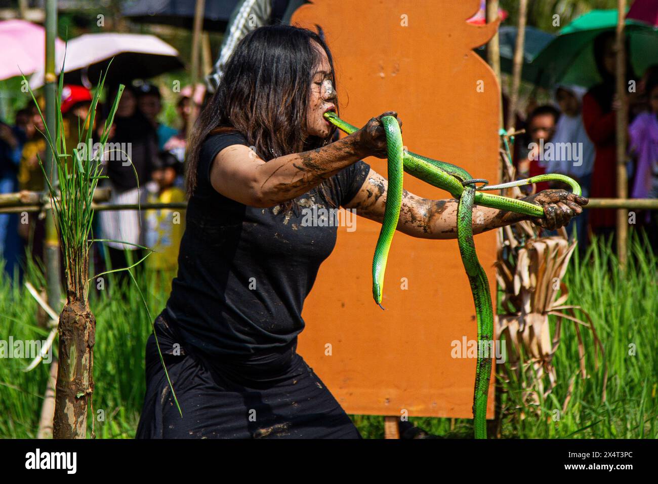 Snakes of java hi-res stock photography and images - Alamy