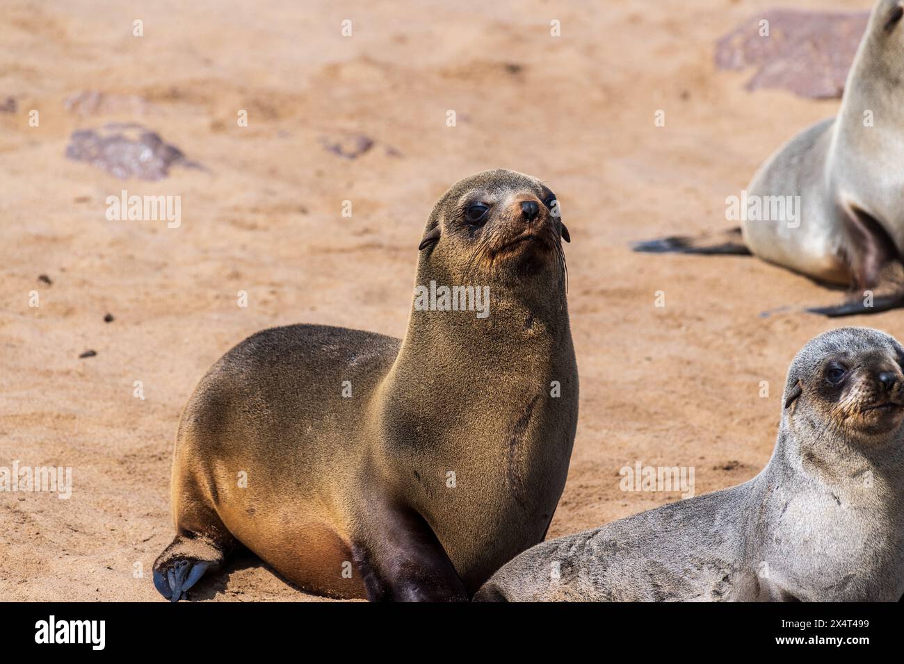 Telephoto portrait of a seal in the Cape Cross seal colony on the ...