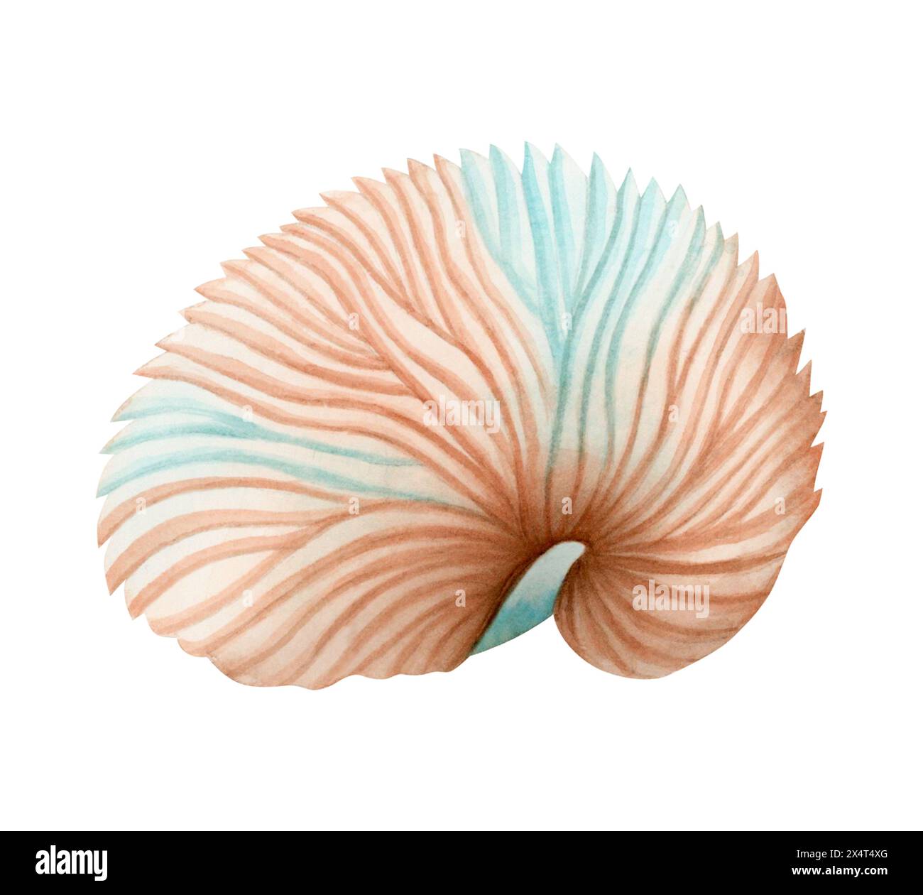 Paper Nautilus eggcase watercolor illustration. Argonaut shell in blue ...