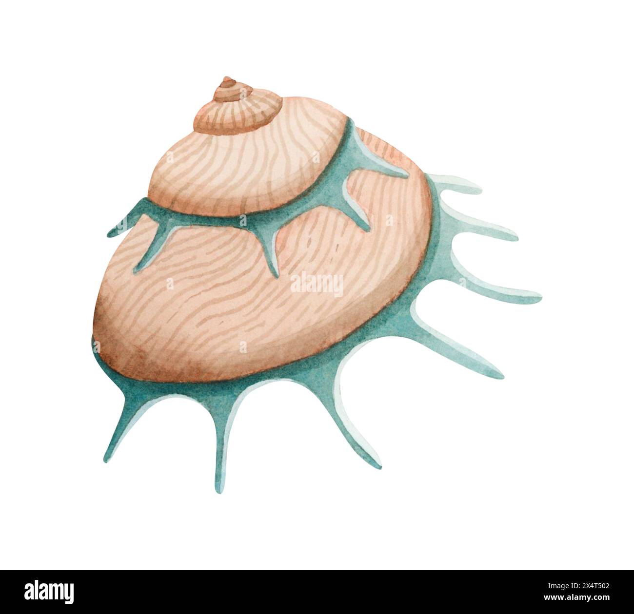 Spiral sea shell in beige and green colors watercolor illustration. Sun ...