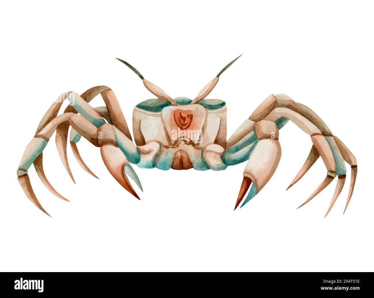 Ghost crab watercolor illustration, front view. Green brown realistic ...