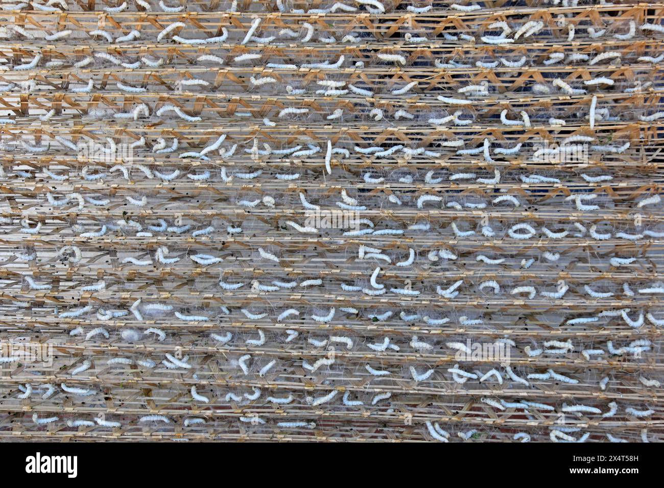 Silk worm production is an ancient industry. The Larva in this stage ...