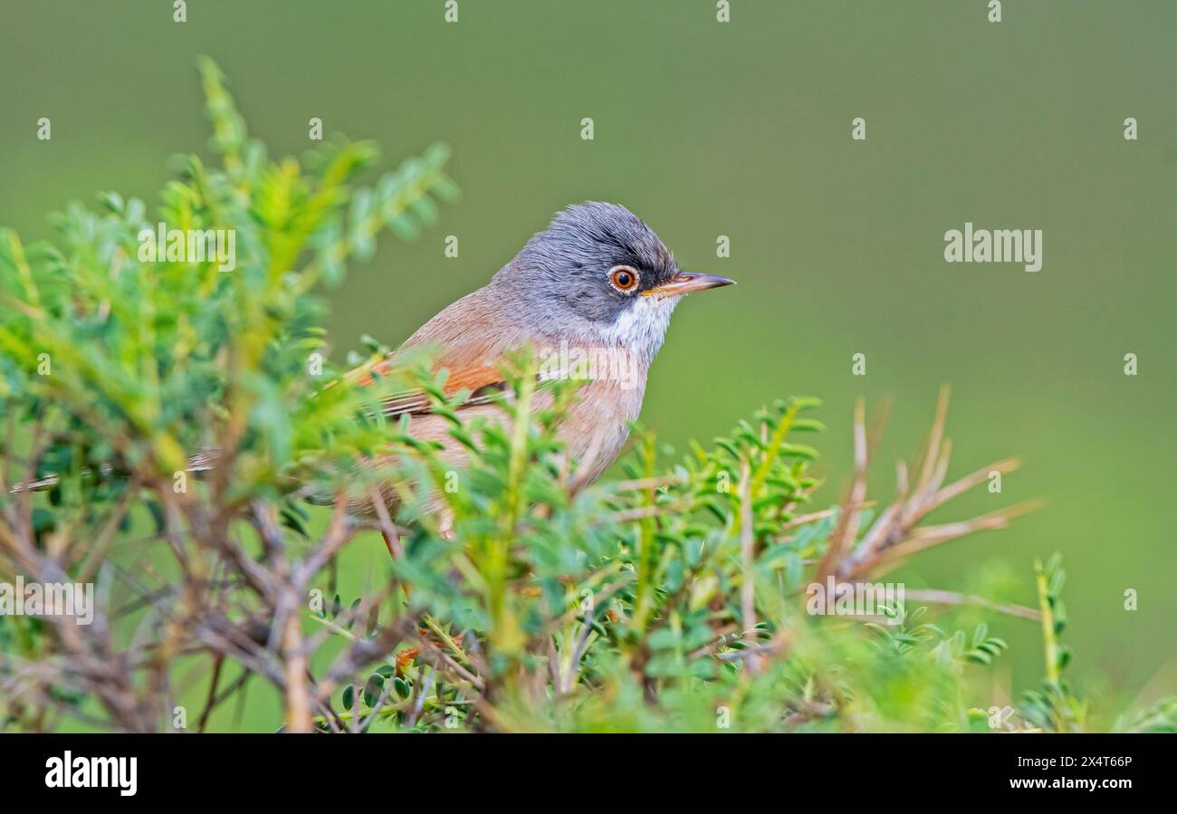 Spectacled Warbler (Sylvia conspicillata) lives as a resident species ...