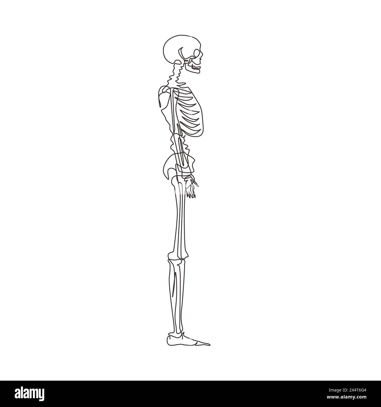 Single one line drawing side view full anatomical skeleton of a person ...