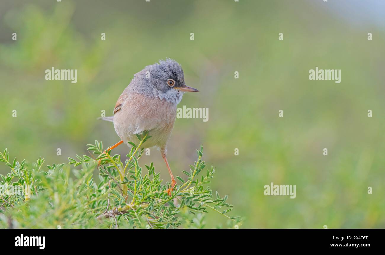 Spectacled Warbler (Sylvia conspicillata) lives as a resident species ...