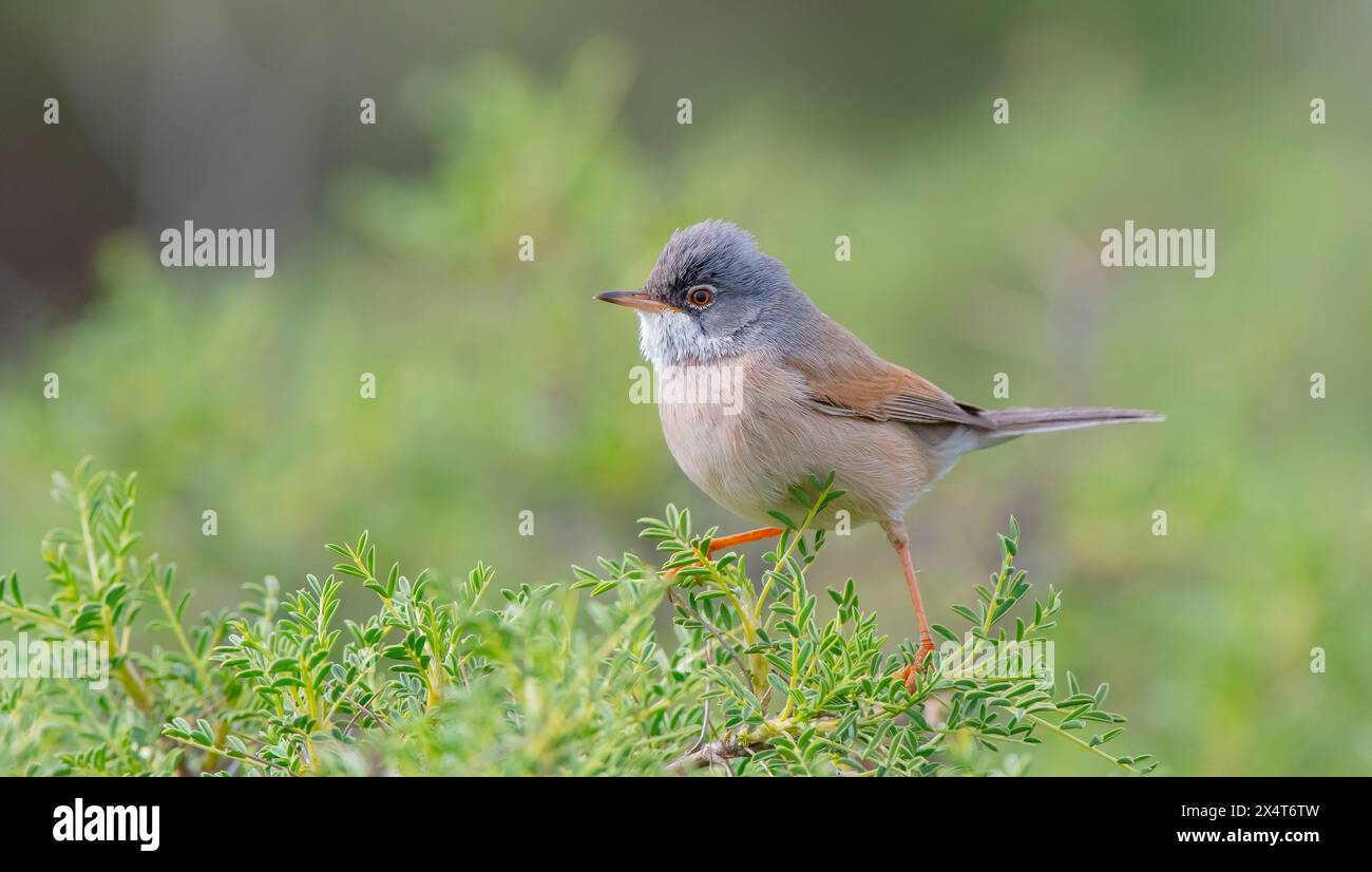 Spectacled Warbler (Sylvia conspicillata) lives as a resident species ...