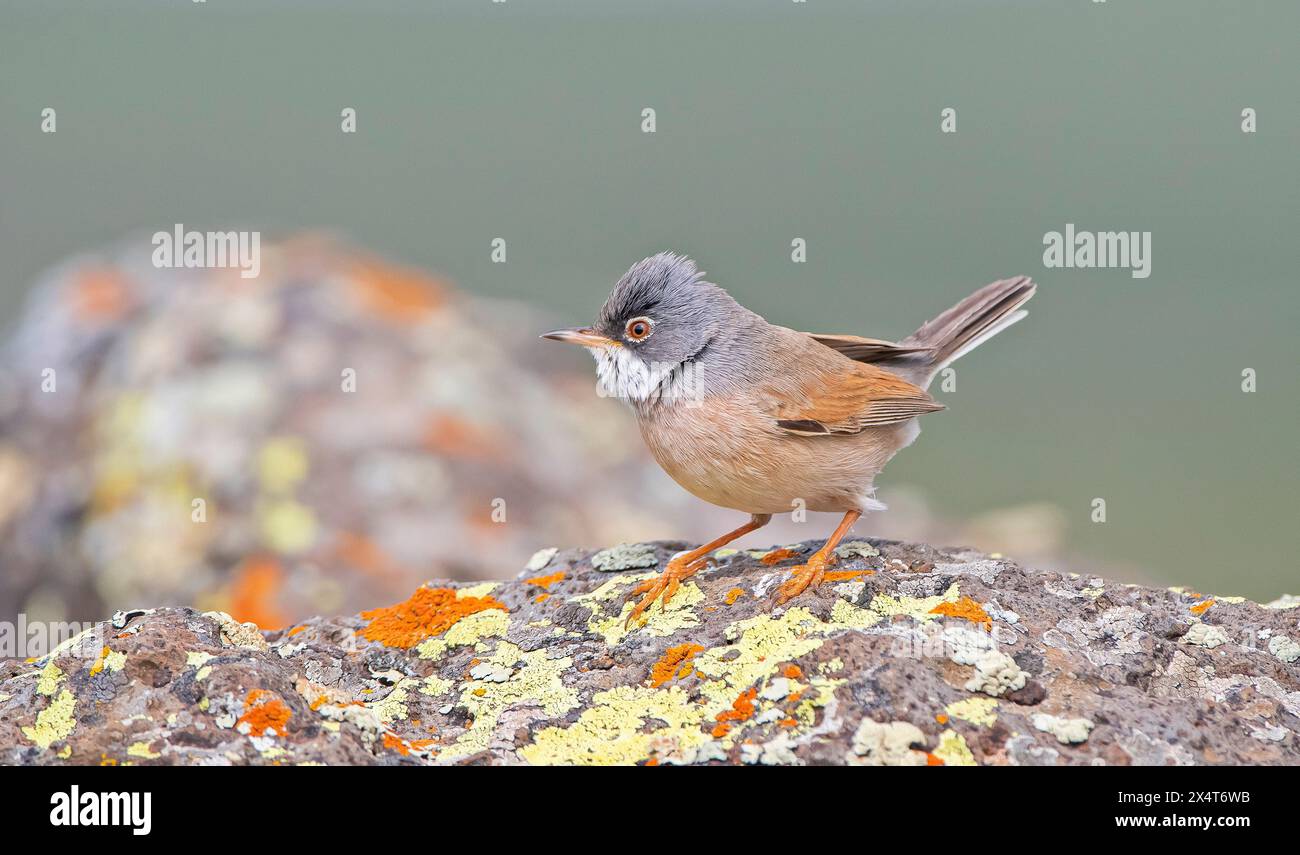 Spectacled Warbler (Sylvia conspicillata) lives as a resident species ...
