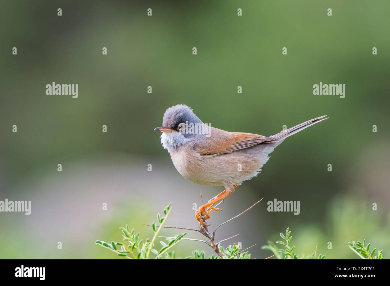 Spectacled Warbler (Sylvia conspicillata) lives as a resident species ...