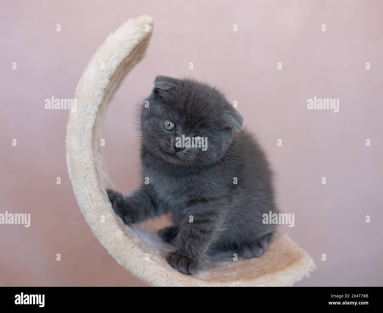 British blue kitten is very beautiful. The British kitten looks ...