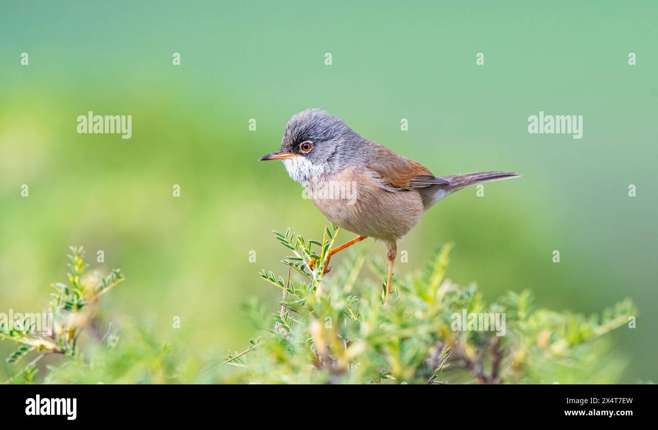 Spectacled Warbler (Sylvia conspicillata) lives as a resident species ...