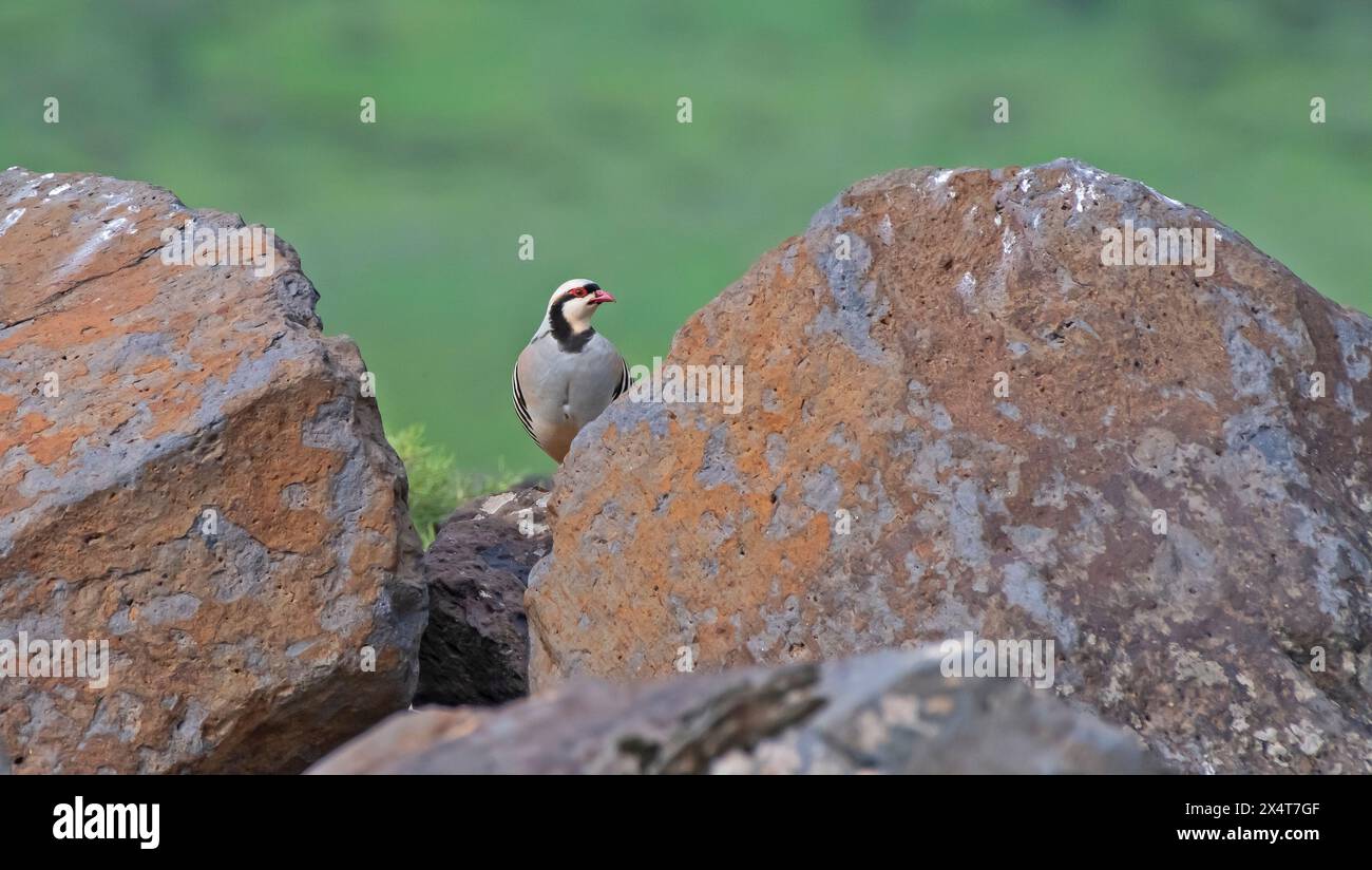 Chukar Partridge (Alectoris chukar) is considered one of the most ...