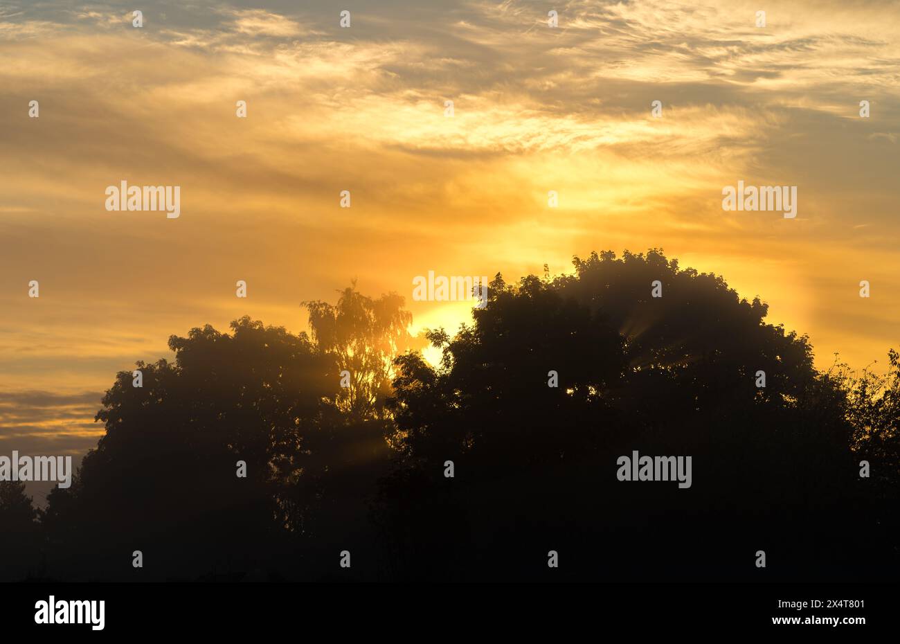The amber sun shines through the cumulus clouds and trees in the ...