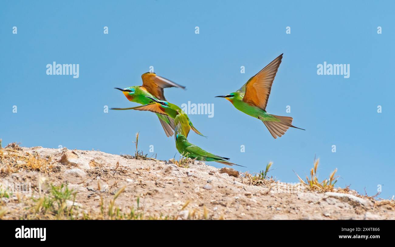 Blue-cheeked Bee-eater (Merops persicus) comes from the African ...