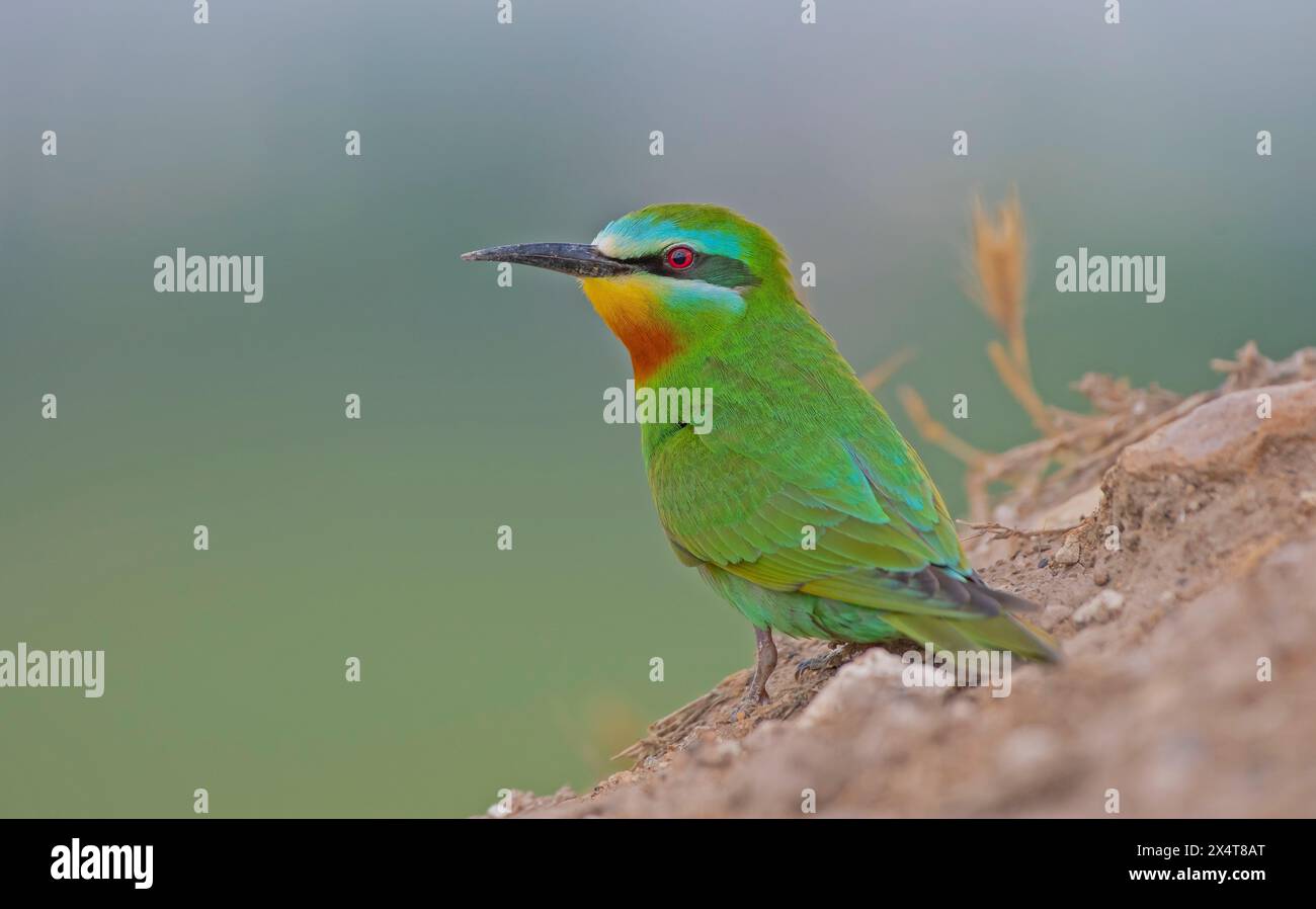 Blue-cheeked Bee-eater (Merops persicus) comes from the African ...