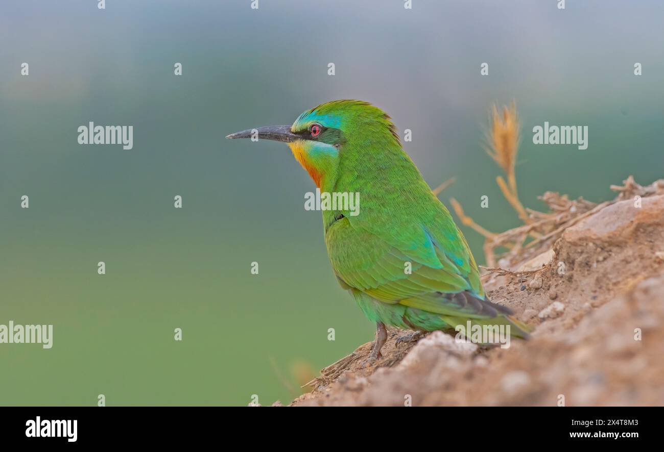 Blue-cheeked Bee-eater (Merops persicus) comes from the African ...