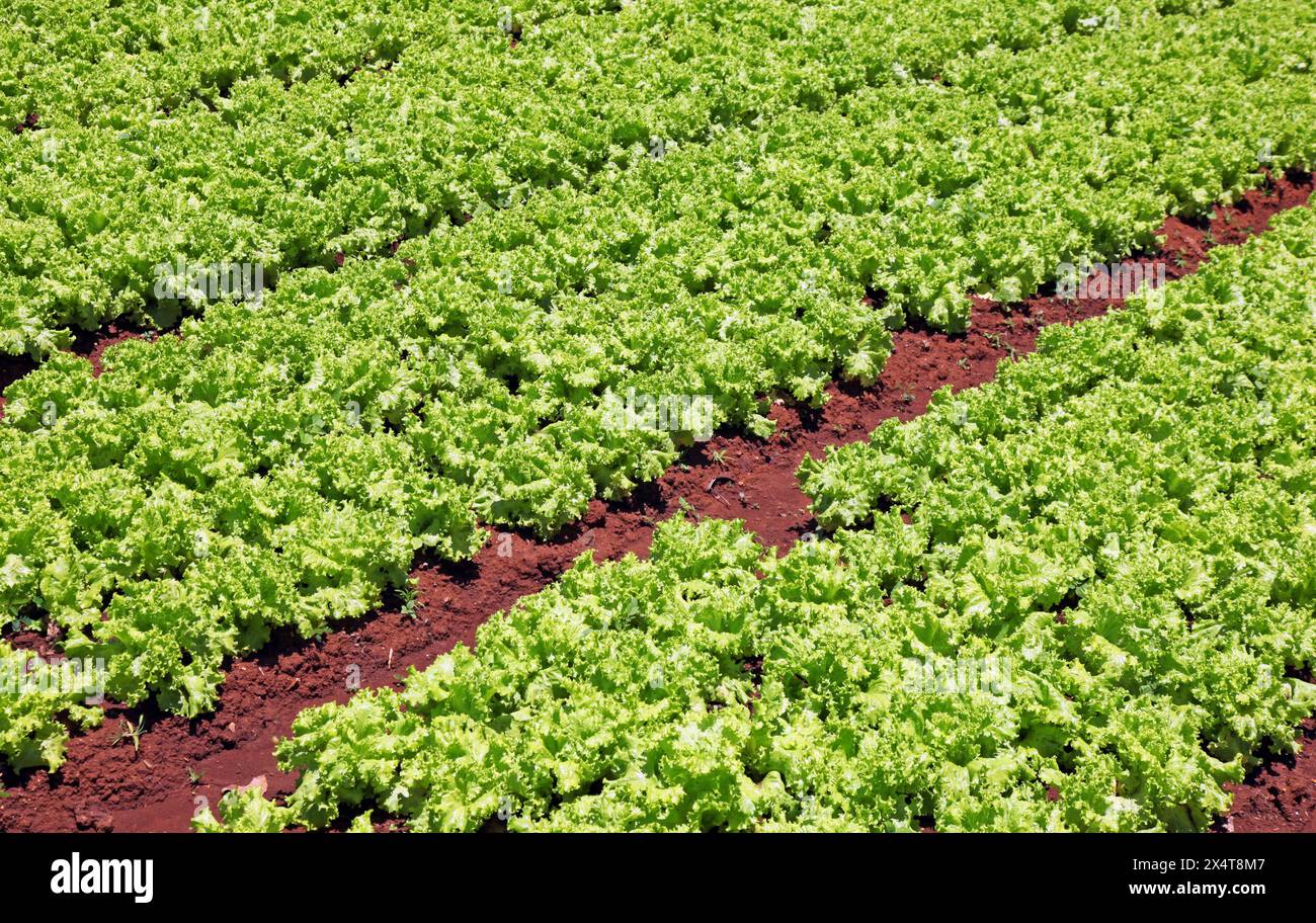 A field of lettuce growing in rich red soil. Dalat Vietnam Stock Photo ...