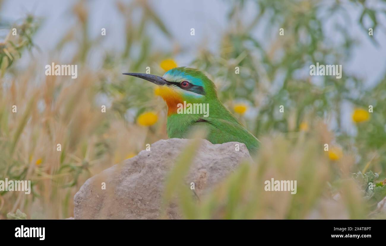Blue-cheeked Bee-eater (Merops persicus) comes from the African ...