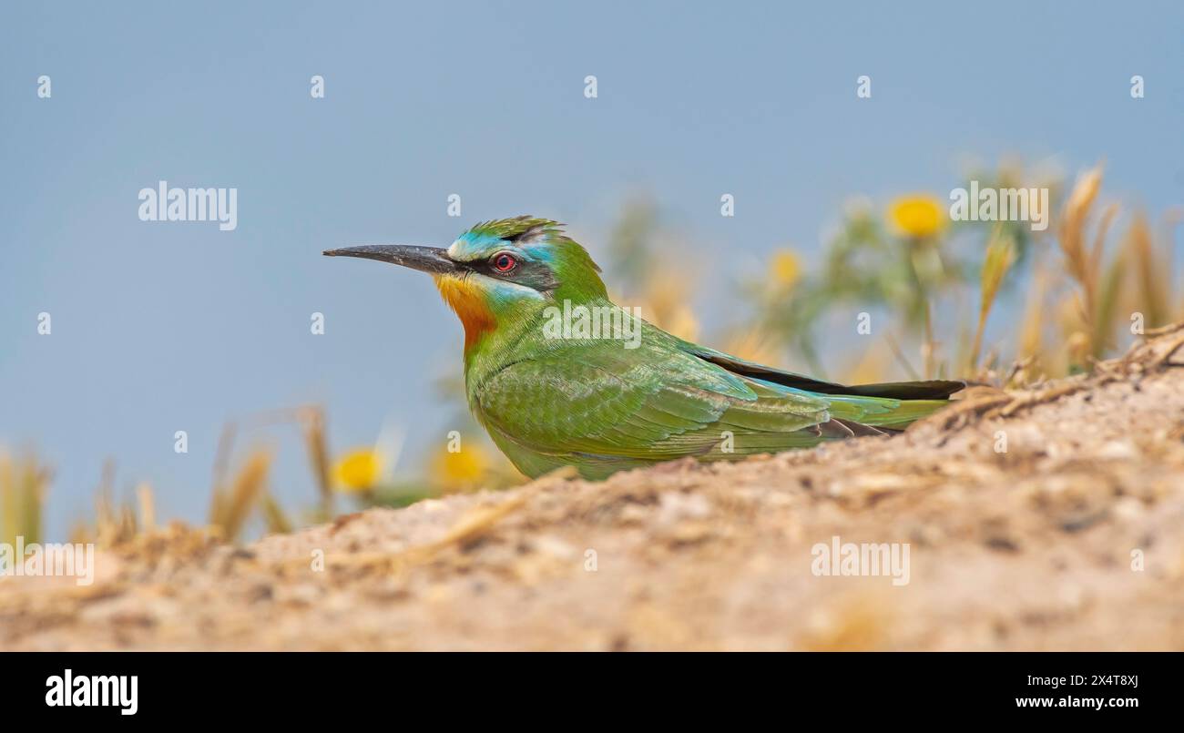 Blue-cheeked Bee-eater (Merops persicus) comes from the African ...