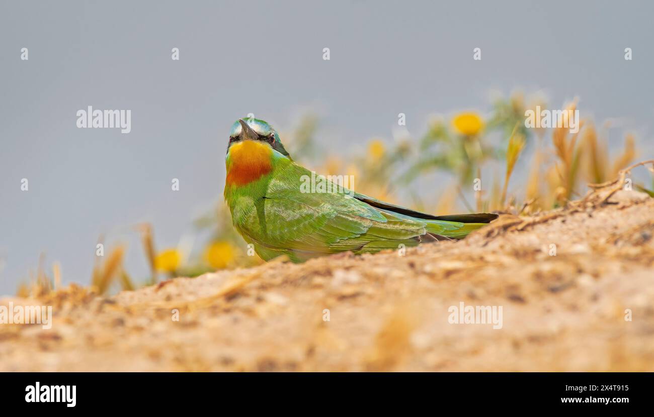 Blue-cheeked Bee-eater (Merops persicus) comes from the African ...