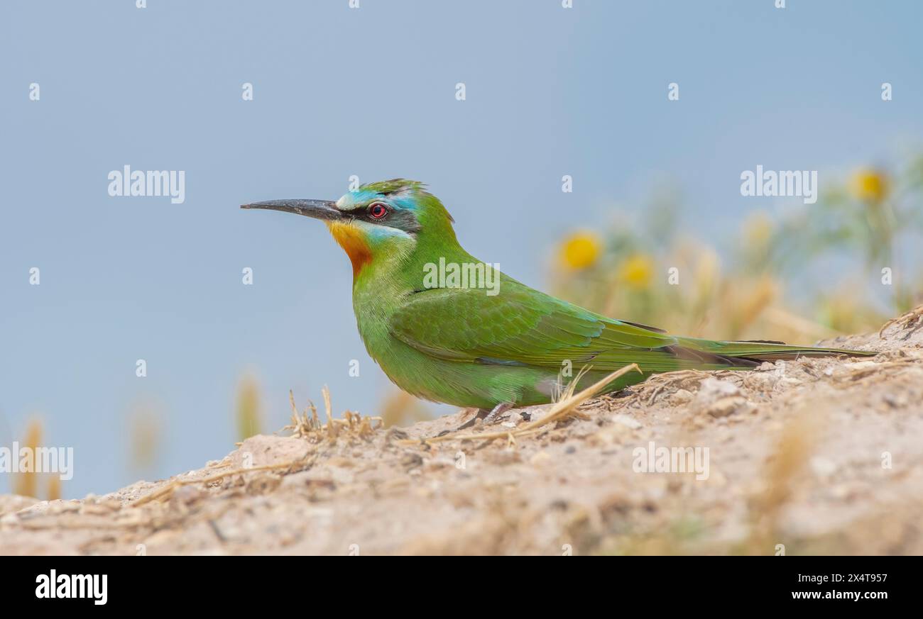 Blue-cheeked Bee-eater (Merops persicus) comes from the African ...